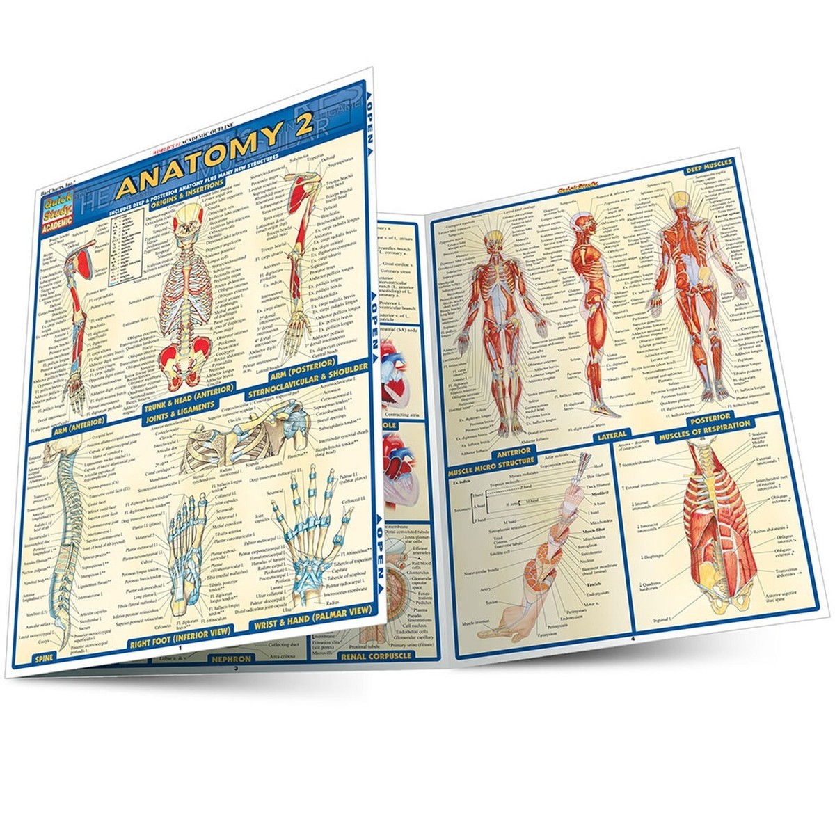Anatomy Quick Study Guide Buy Quickstudy Reflexology Laminated Study