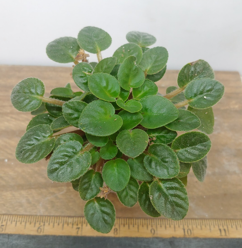 African Violet Plant -- Gleeful Elf ~ mini ~ | eBay