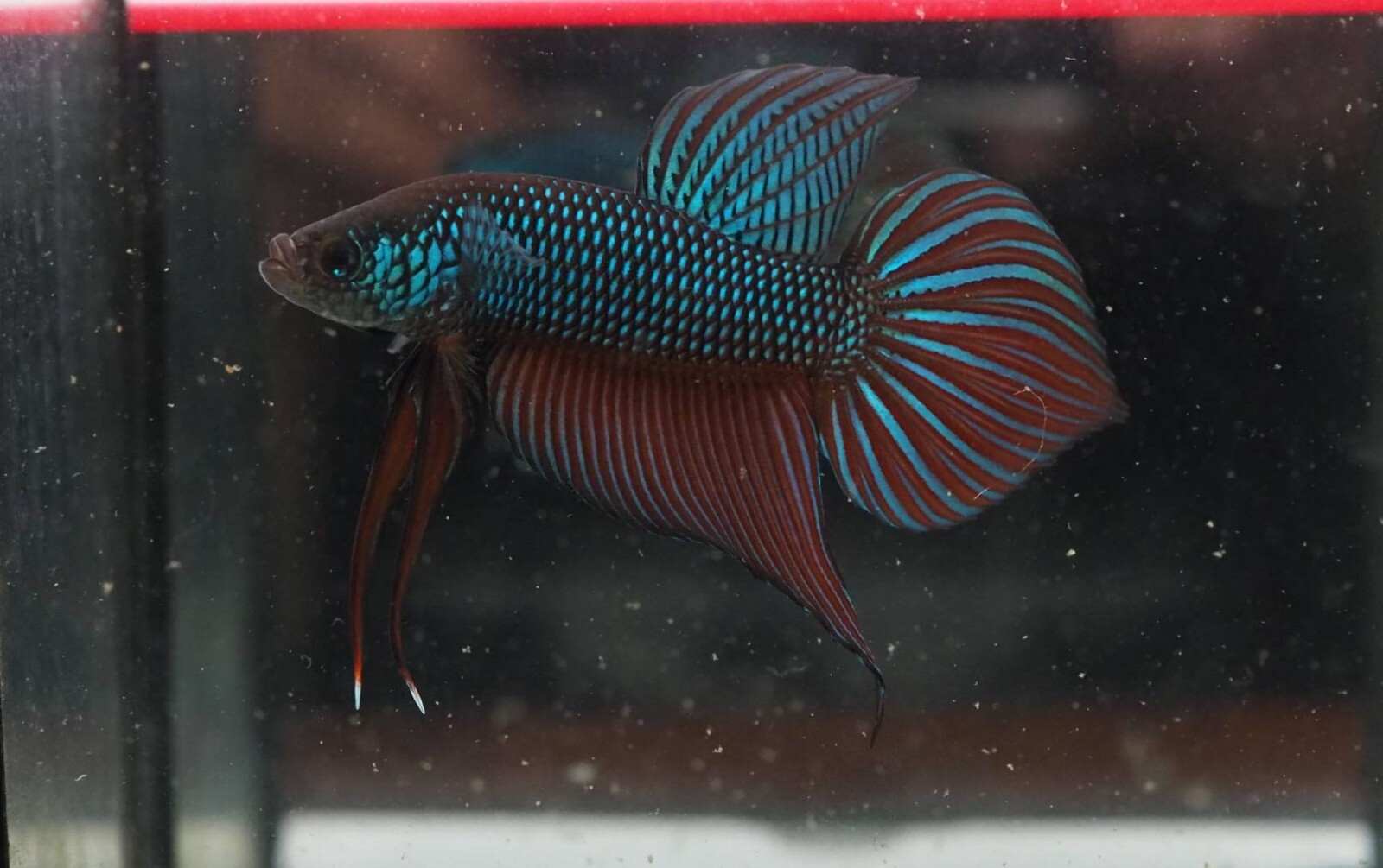 Wild Betta Smaragdina Snake Face Male Wild Live Betta Fish High Quality ...