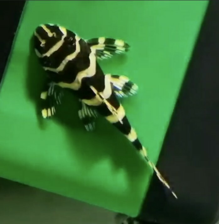 Pack Of 5 L134 ( Size 3+ Cm) - Fancy Leopard Frog Pleco-High Quality ...