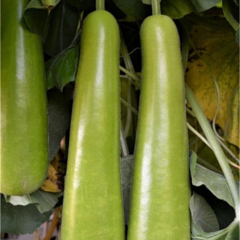35pcs Long Bottle Gourd Seeds - Non-GMO Calabash Gourd Seeds for ...