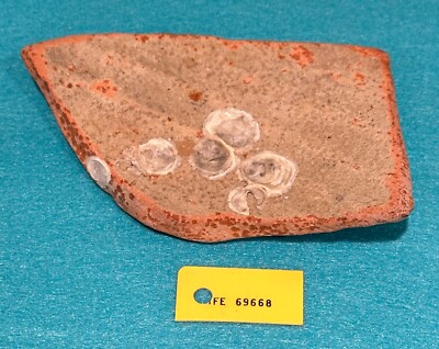 1715 FLEET OLIVE JAR SHARD with tag Florida antique shipwreck nautical ...