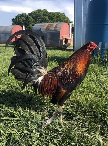 10 + SHOWME JACK WALTON HATCH FERTILE GAMEFOWL HATCHING EGGS | eBay