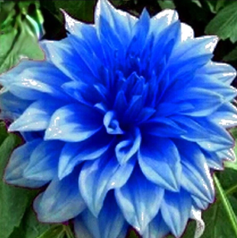 Blue Dahlia Flower