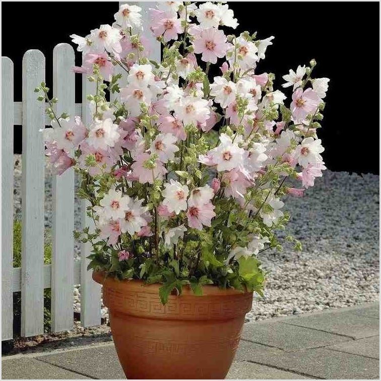 Dwarf Lavatera x Clementii Barnsley BABY Tree Mallow | Shrub | Pot ...