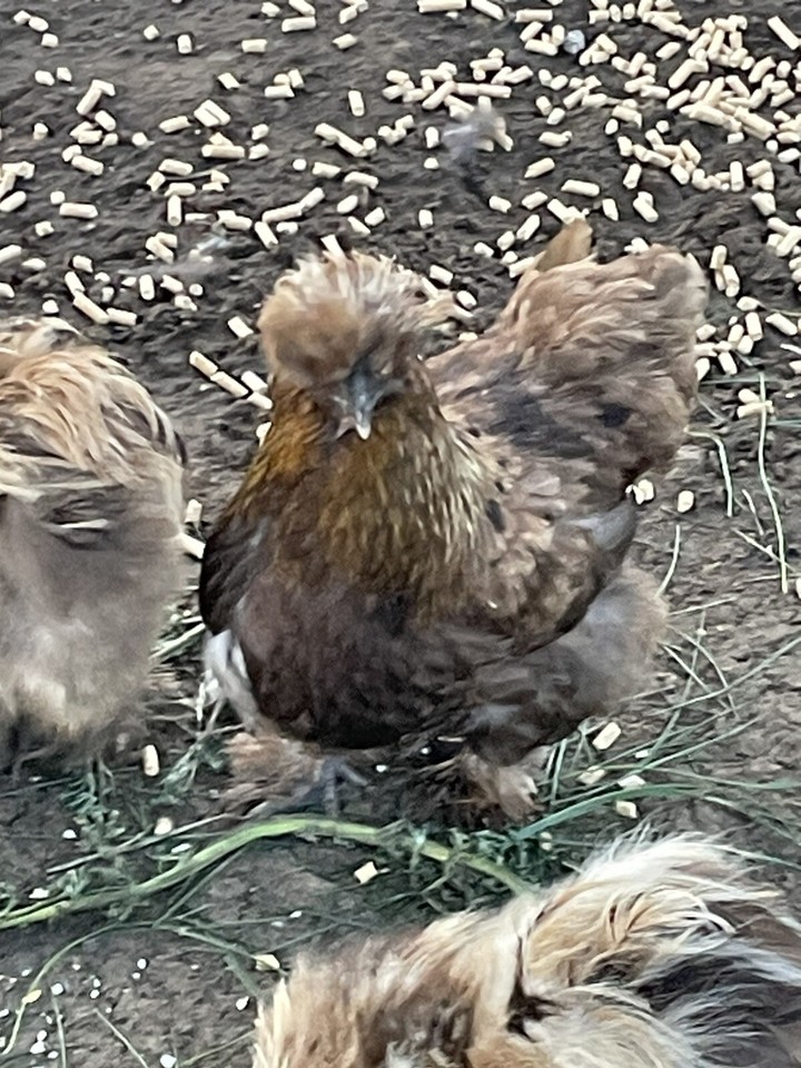 Calico Chocolate Mauve Silkie Show Girl Paint 3 Hatching Eggs Fancy PURE ️96L | eBay