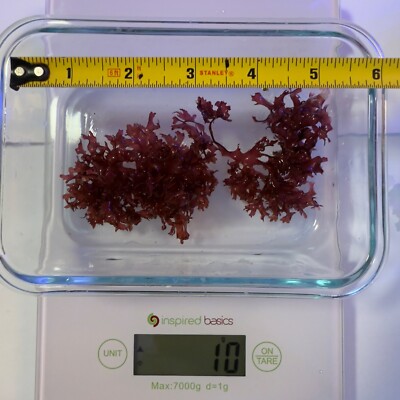 Gracilaria Red Pom Pom Macro Algae 10g Saltwater Marine Refugium Reef ...