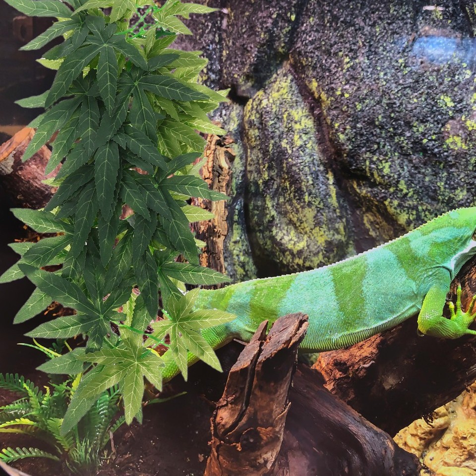 Reptile Simulation Plants Plastic Simulation Leaf With Sucker Fish Tank ...