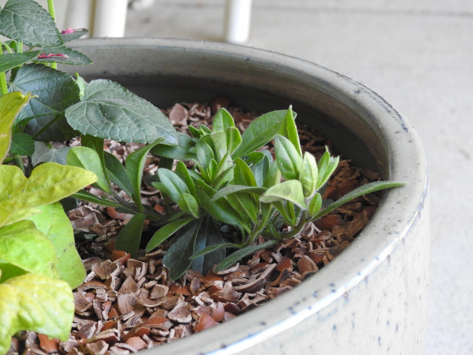 Hazel Shell Chips - Mulch Amendment Product - 1.5 CF - 30 lbs ...