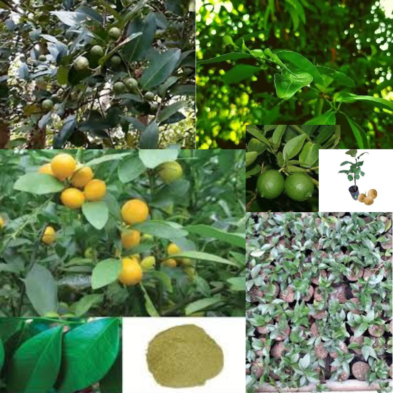 Atalantia ceylanica Yaki Naran Wal Dehi Tree Live Plants (No pot) 1 ...