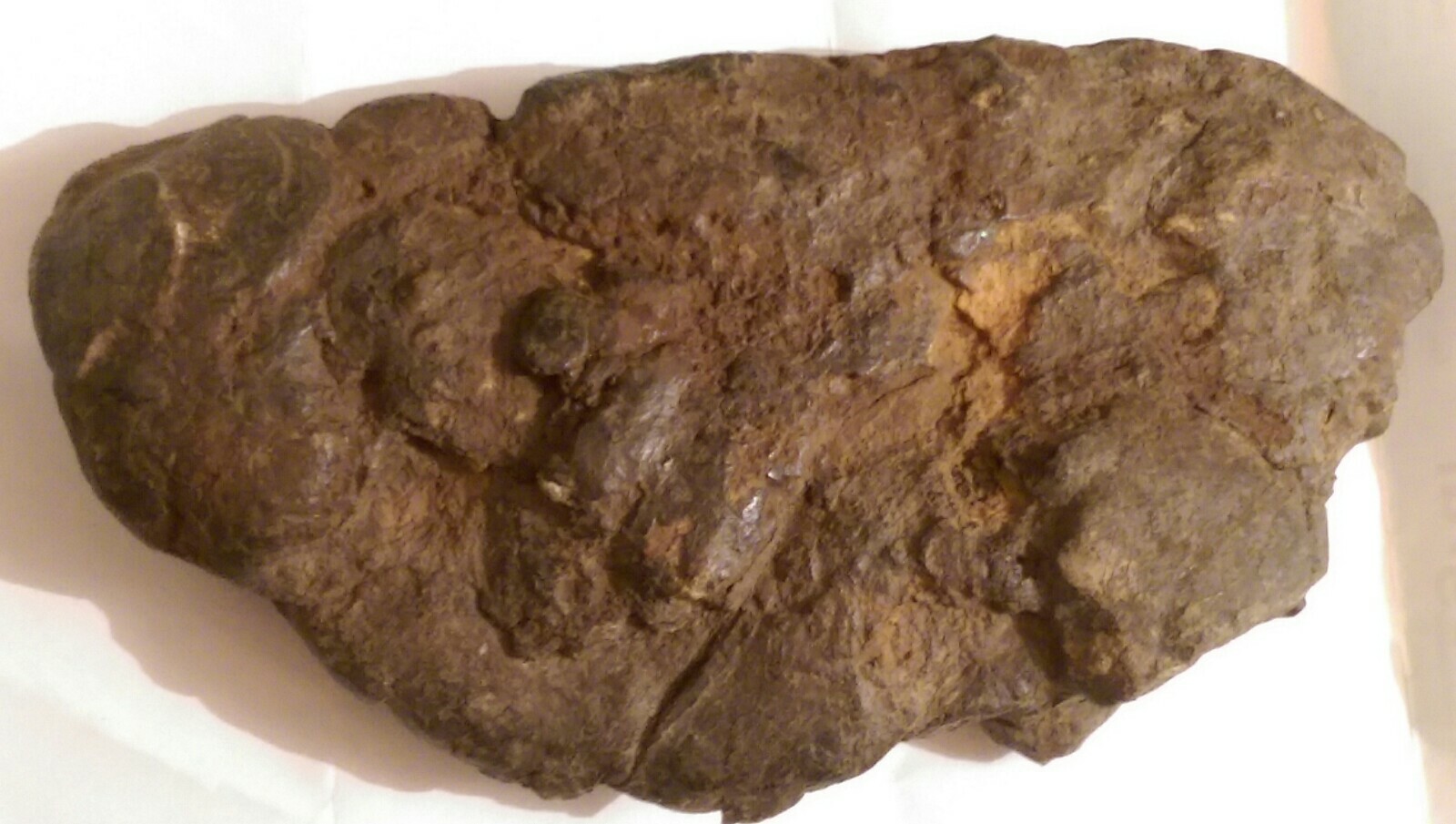 Whole Baby Dinosaur Fossil Hadrosaur Fetus Hatching Hell Creek USA in ...