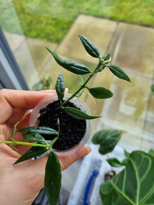 Hoya paxtoni devil bella 2 cutting (pleas see description) | eBay UK