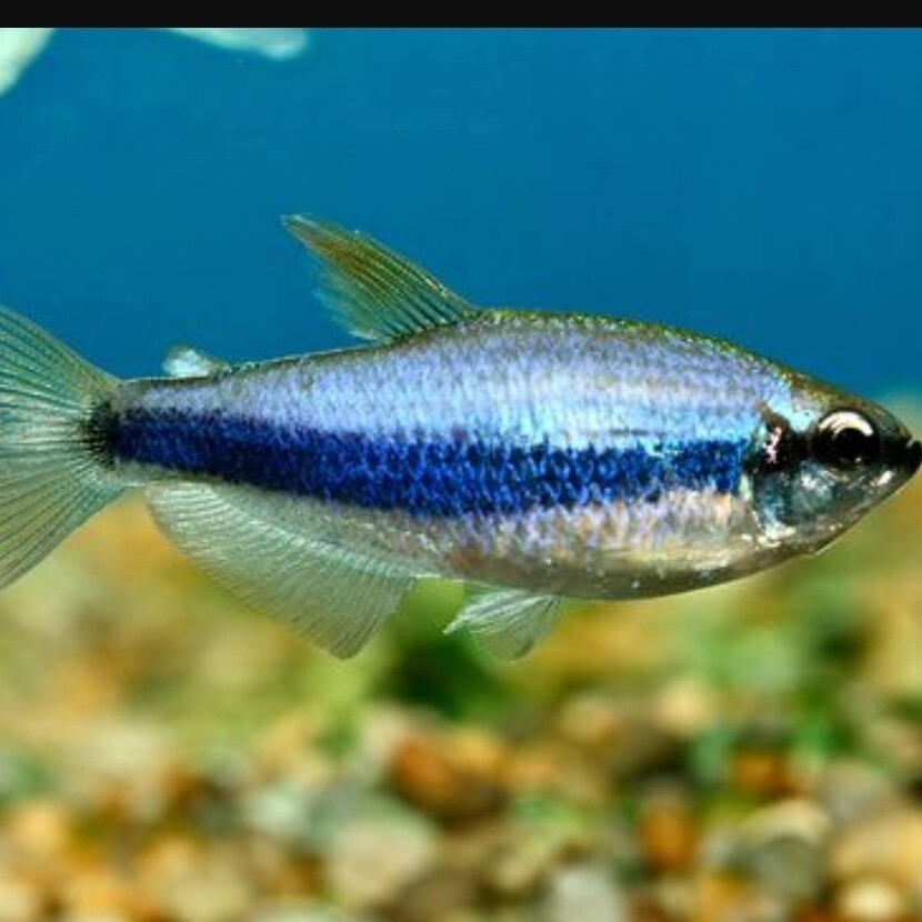 5 Blue Emperor Tetras | eBay