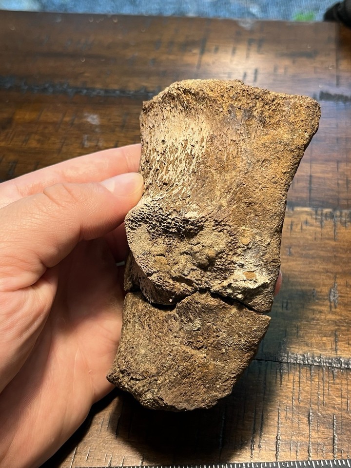 Weird Dinosaur Fossil Bone Knobs Hell Creek Formation, MT | eBay