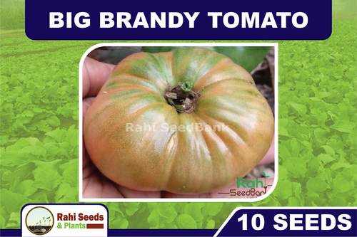 Big Brandy Tomato - 10 Seeds! | eBay