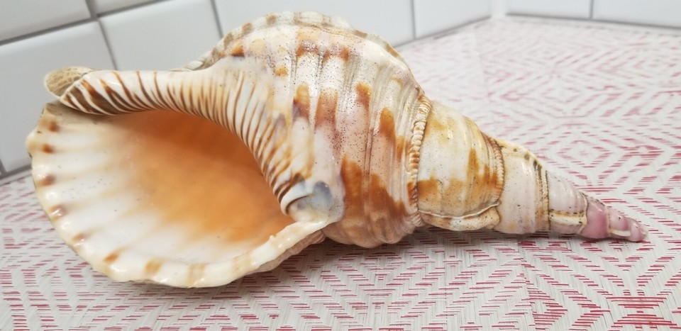 Triton's Trumpet Large Conch Shell Natural Charonia Tritonis Seashell ...