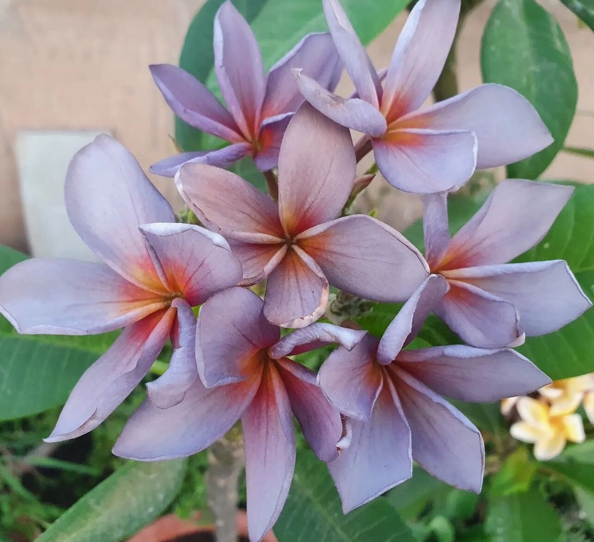 Purple Plumeria Cuttings