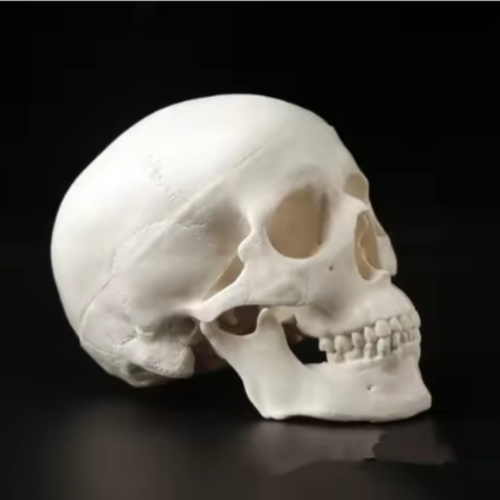 Life Size Replica Adult Human Skull - Medical Anatomical Skull Model ...