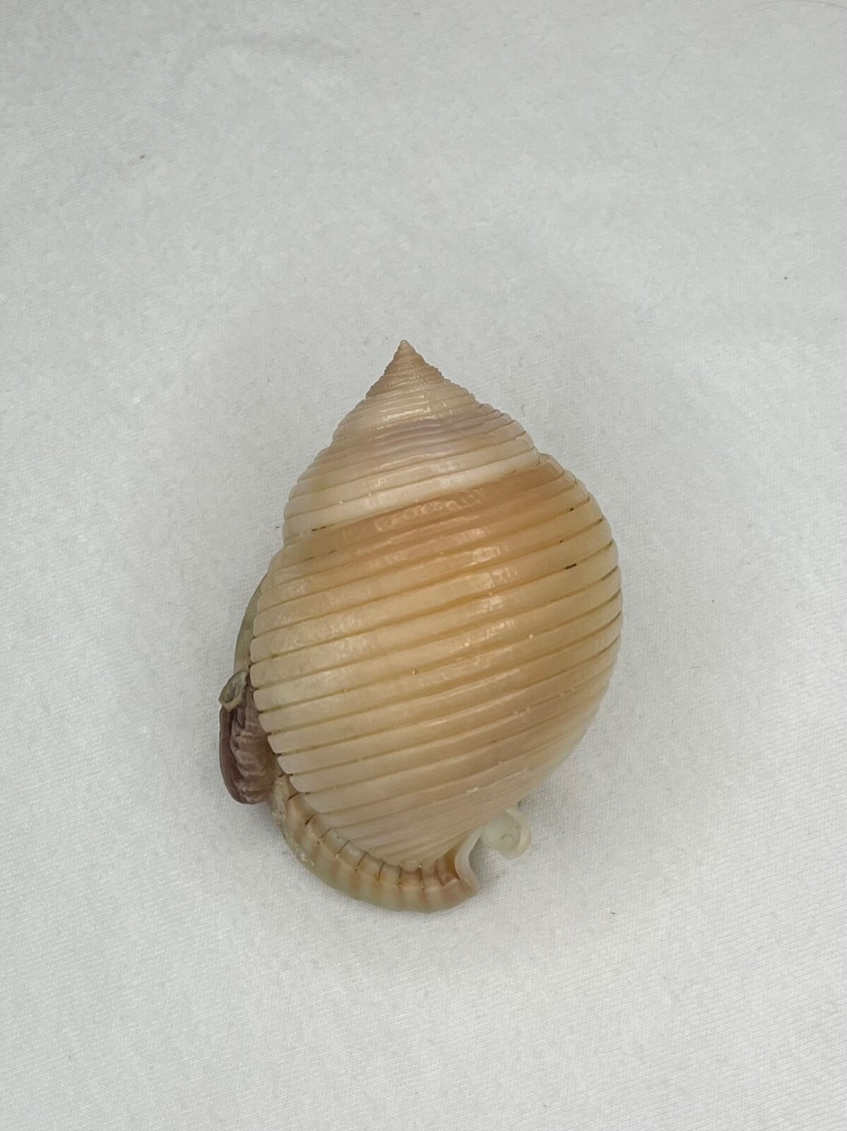 Semicassis umbilicata- HAWAII ENDEMIC, SUB-FOSSIL, X-LARGE, 83.7 MM | eBay