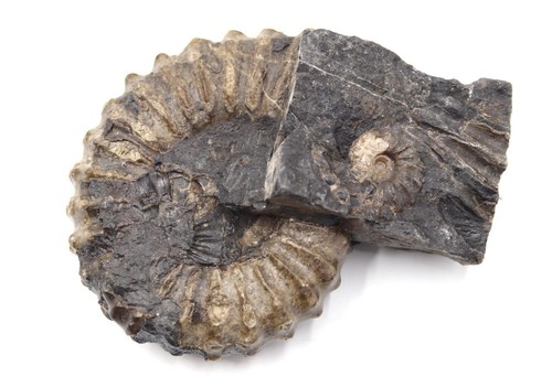 Ammonite Prolyelliceras Fossil Peru 110 Million Years Old #18190 | eBay