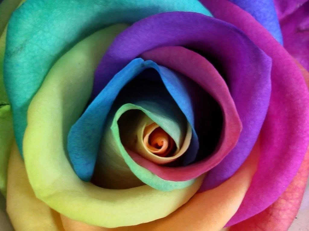 Rainbow Rose Bush