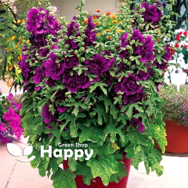 Purple Hollyhock Flower