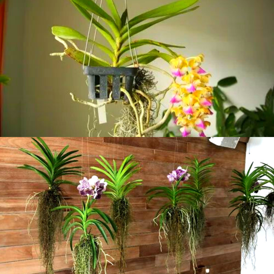 Vanda Pots Black Square Plastic Orchid Planting Hanging Mesh Baskets 5 ...