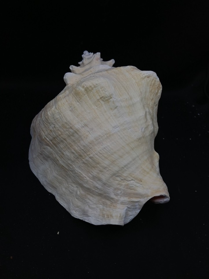 MASSIVE, heavy 10" strombus gigas queen conch sea shell moana #14864 ...