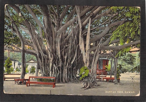 D6054 USA Hawaii Banyan Tree PU1911 vintage postcard | eBay Australia