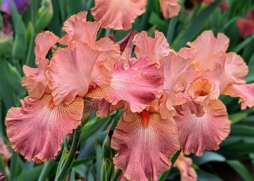 ''Role Model' TB Iris Rhizome PRE-SALE to Ship July, August and Sept 25 ...