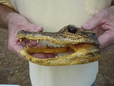 (G-Def-90) 6-1/8" Deformed Gator ALLIGATOR Aligator HEAD teeth ...