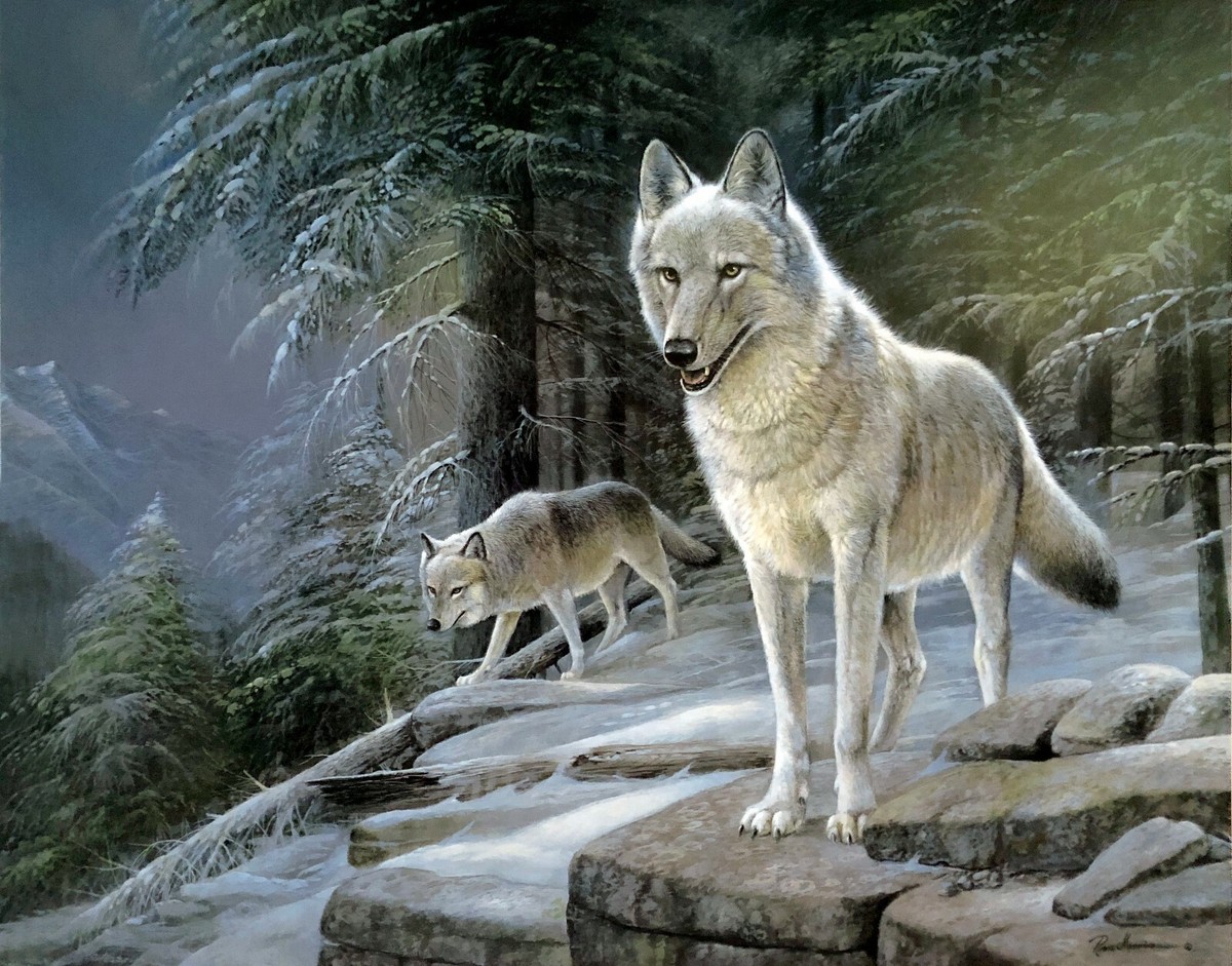 Art Animals Wolves