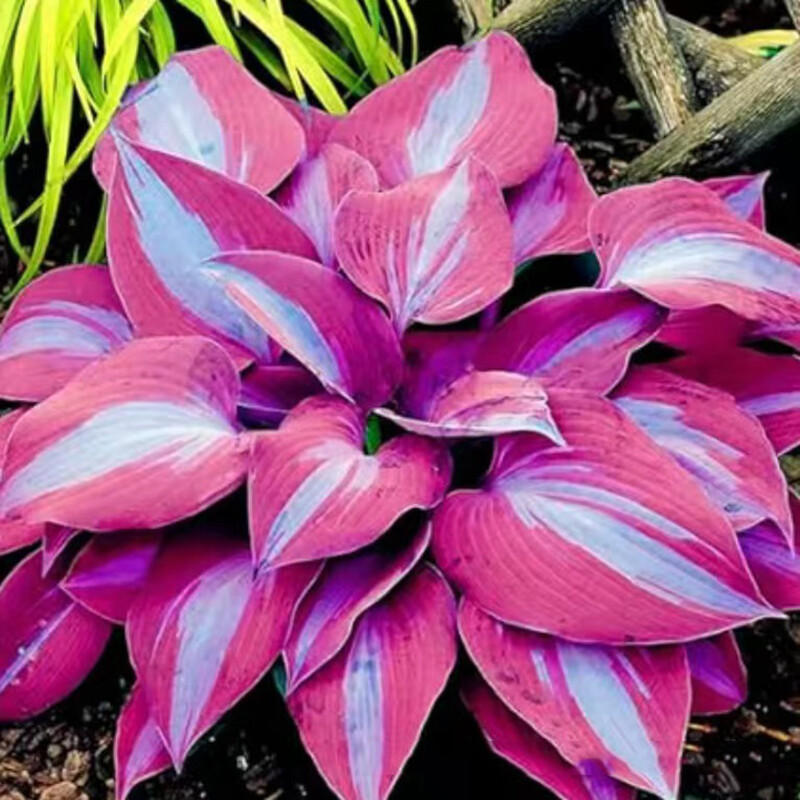 100PCS Coleus blue White Hosta Seeds Hosta Plantaginea Garden Flowers ...