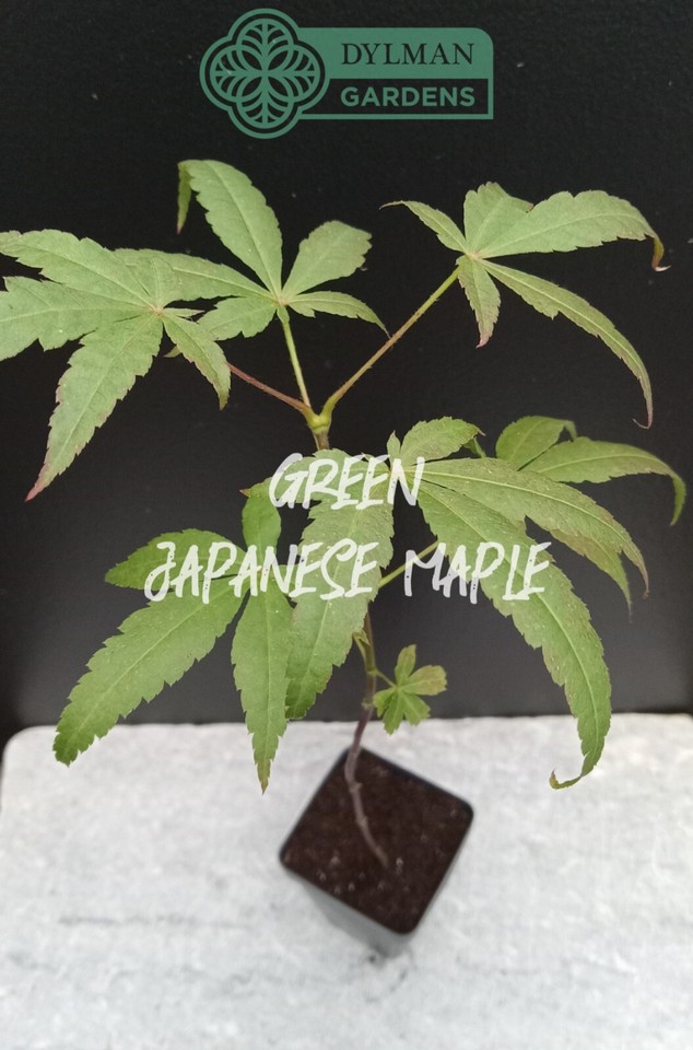 5 Green Japanese Maple Seedlings - Acer palmatum - 5 Live Trees - 6 to 8 inches | eBay