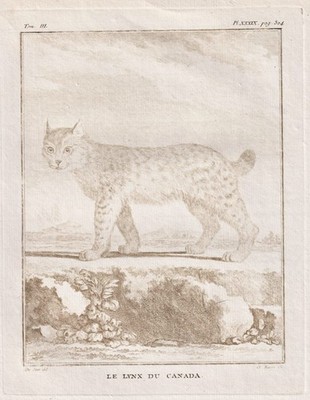 Lynx Lince Canada Animali Incisione Bistre Incisione In Rame Buffon ...