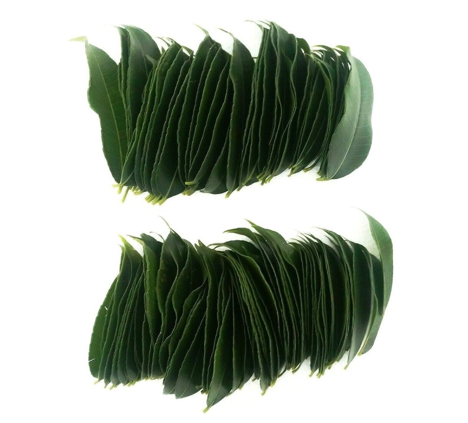 Dried Ambarella/Spondias Dulcis Leaves Natural Organic Healthy Herbal ...