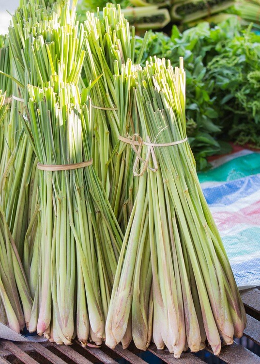 5 Lemongrass Plugs Stalk Cymbopogon Herb Sereh Plant EZ grow Healthy ...