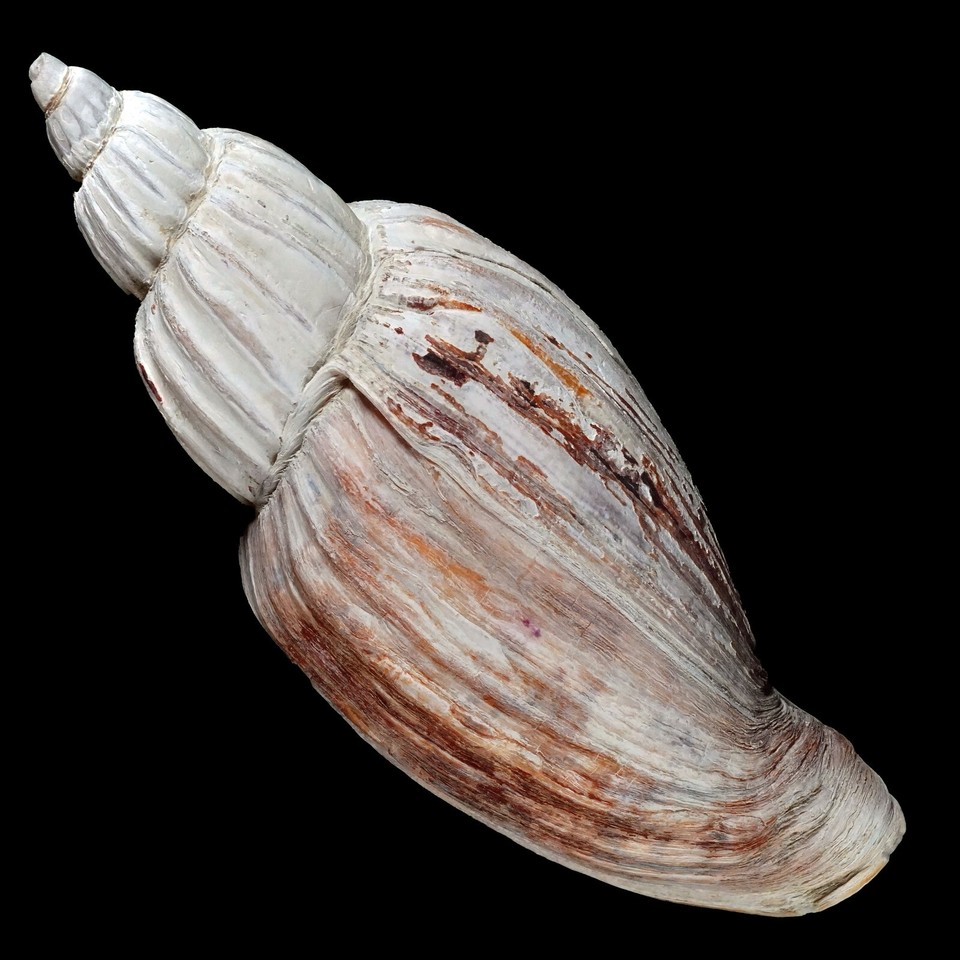 Volutoidea-0053 Fulgoraria megaspira magna 121.4mm FROM RISHIRI IS. HOKKAIDO | eBay