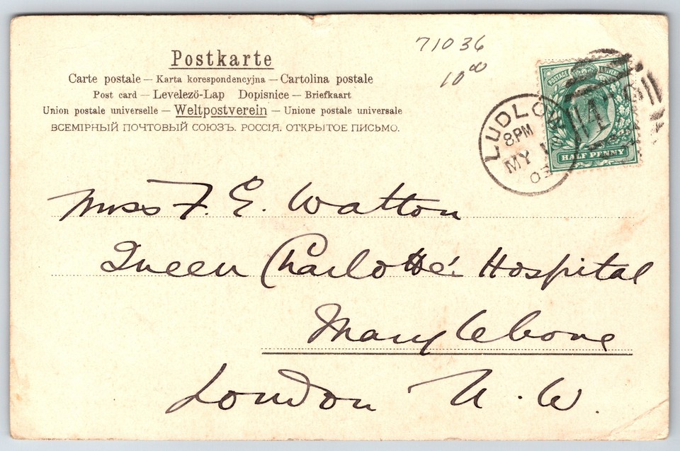 Fantasy~Pigs Playing On Ice~Hogs Slide on Frozen Pond~Crack Ice~1903 Postcard | eBay