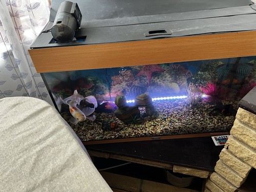 fish tank | eBay UK
