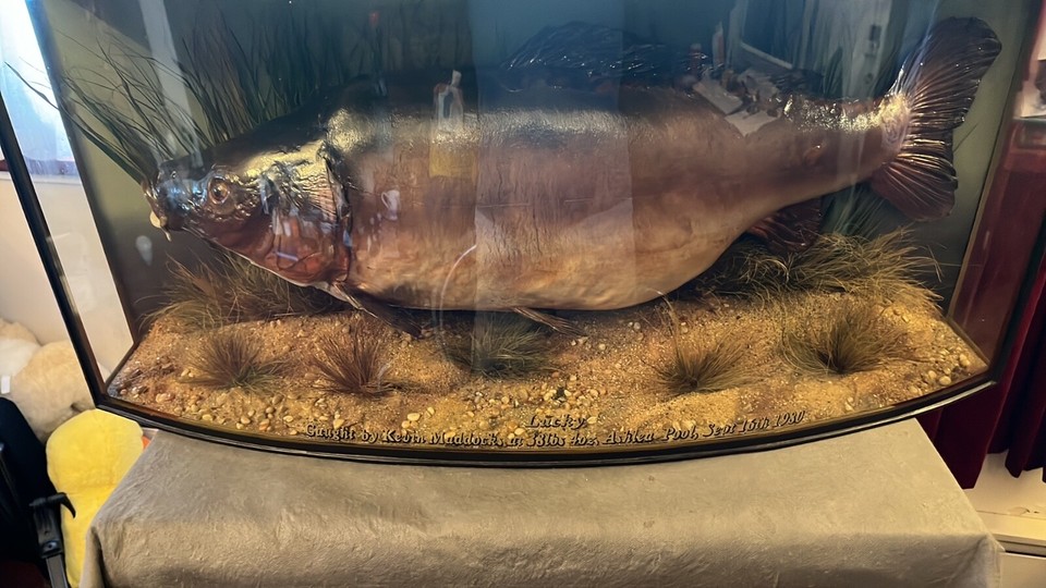 Taxidermy carp in bowfront case Carp | eBay