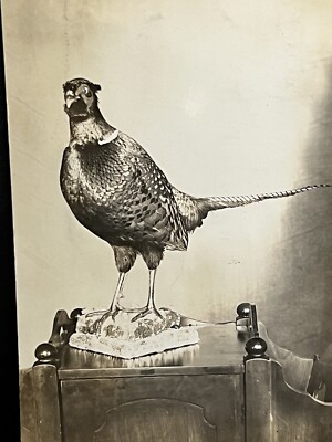 Antique Photo Taxidermy Hunting Ringtail Pheasant Mount 1910s | eBay