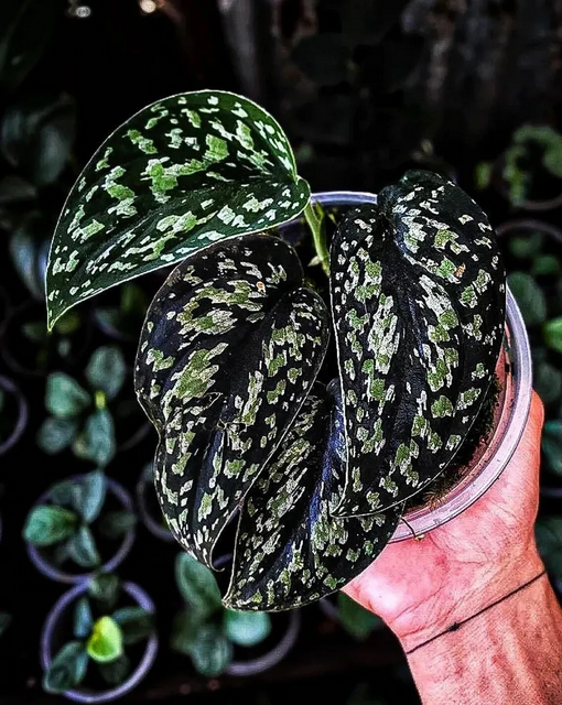 Scindapsus Tricolor Sp Borneo Dark Form Free Phytosanitary | eBay