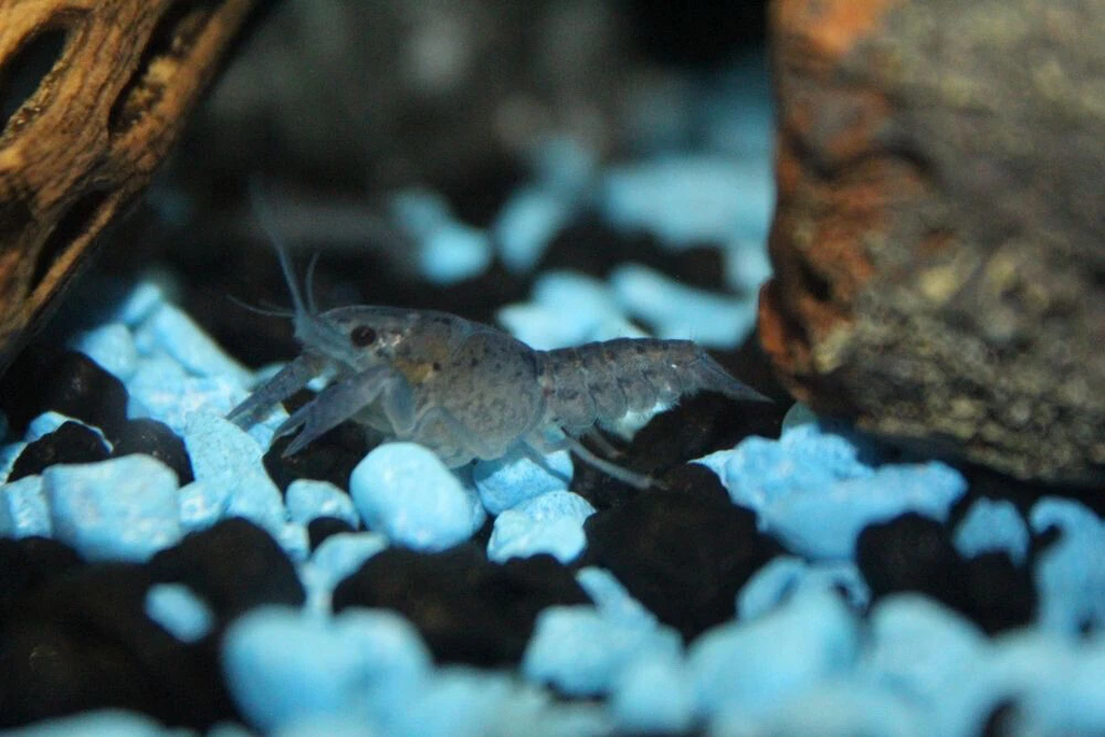 Blue Dwarf Crayfish