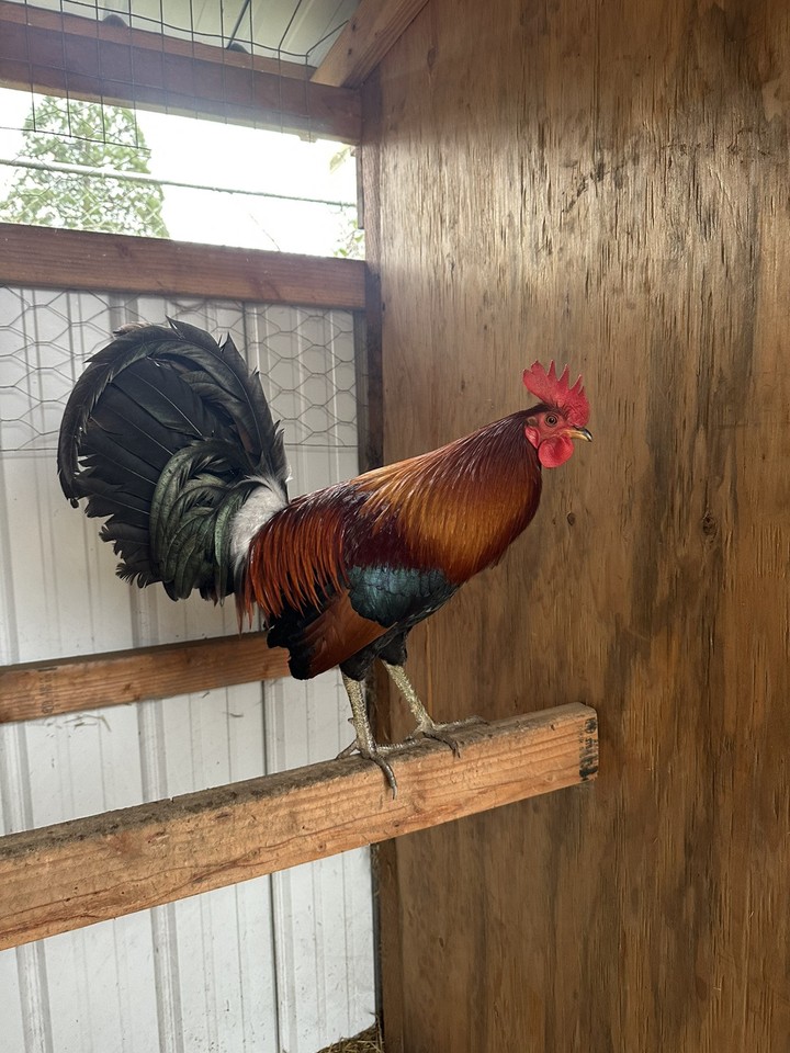 Blue Face Hatch Gamefowl Hatching Eggs, Chicken Hatching Eggs. 8 Eggs ...