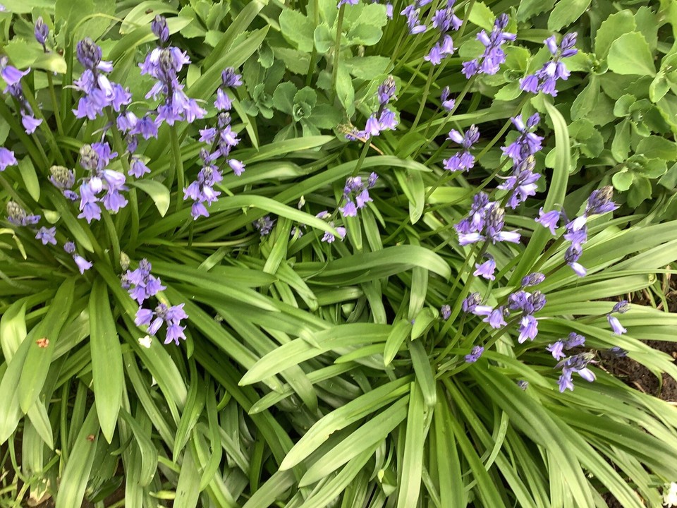 Bluebell bulbs dug from my own garden. Approx. 75 bulbs | eBay UK