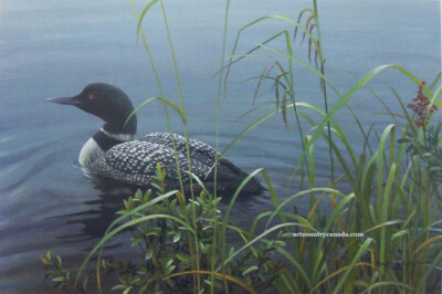 Robert BATEMAN Shoreline Northern Common Loon Limited Edition art ...