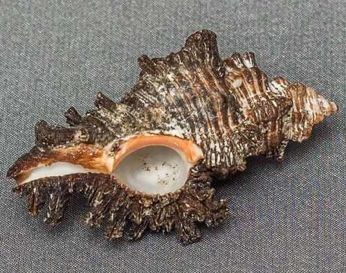 Nice rare Sea Shell Chicoreus torrefactus not sure about type 72mm length small | eBay