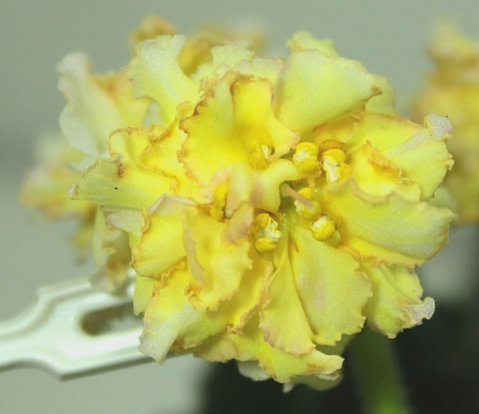 African Violet PLANT ~AV-SPONGE BOB (Rus) Ultra Rare! 2-1/2" Leafpot ...