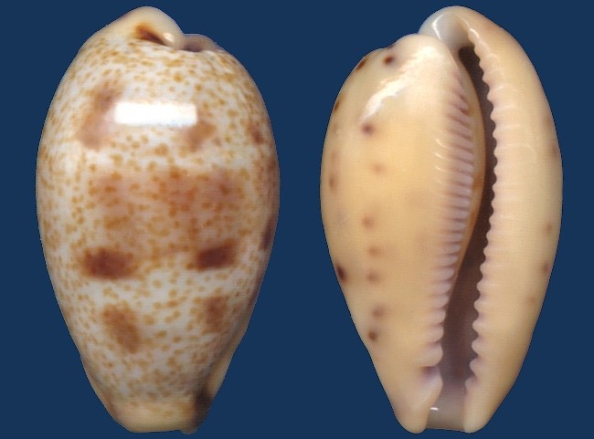 Shell Cypraea walkeri Seashell | eBay